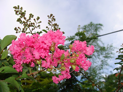 Native Myanmar Flowers Lovers: On the Way to School
