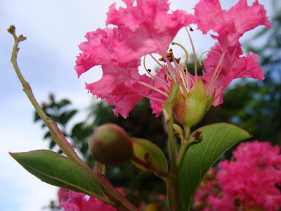 Native Myanmar Flowers Lovers: May 2009