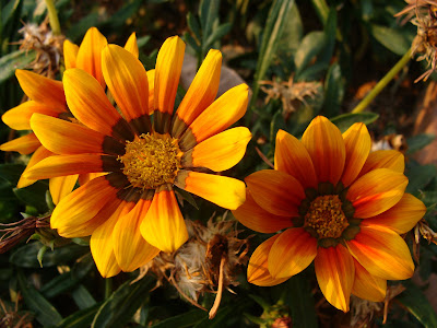 Native Myanmar Flowers Lovers: Dare to Bloom