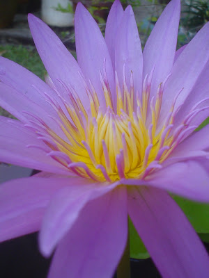 Native Myanmar Flowers Lovers: Waterlily of the Evening