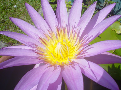 Native Myanmar Flowers Lovers: Water Lily in the Sunshine