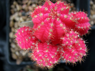 Native Myanmar Flowers Lovers: July 2009