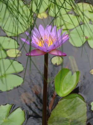 Native Myanmar Flowers Lovers: June 2009