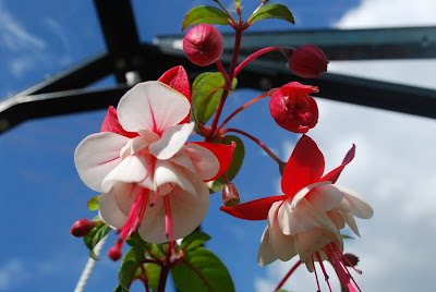 Native Myanmar Flowers Lovers: June 2009