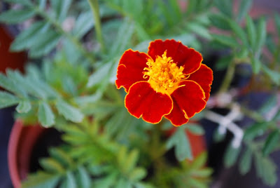 Native Myanmar Flowers Lovers: June 2009