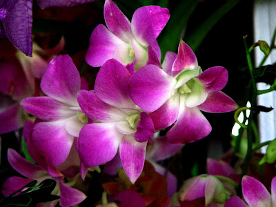 Native Myanmar Flowers Lovers: July 2009