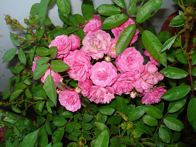 Native Myanmar Flowers Lovers: Roses in a Heratbeat