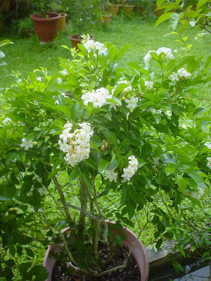 Native Myanmar Flowers Lovers: July 2009