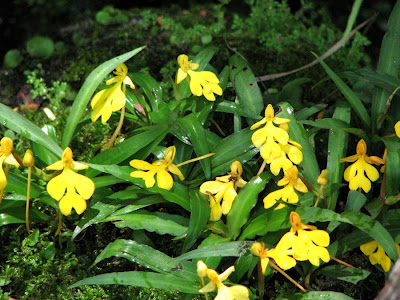 Native Myanmar Flowers Lovers: July 2009