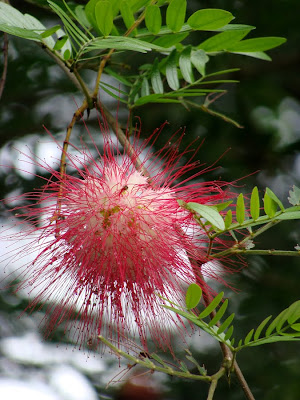 Native Myanmar Flowers Lovers: Nature's Beauty