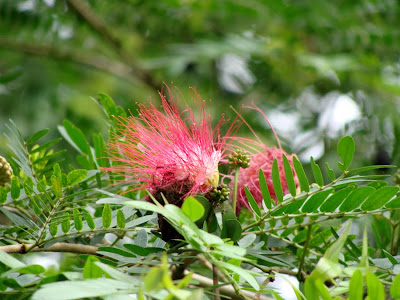 Native Myanmar Flowers Lovers: Nature's Beauty