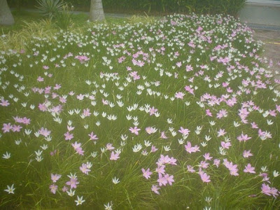 Native Myanmar Flowers Lovers: A Valvet of Lilies