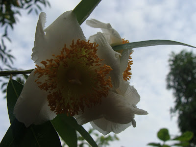 Native Myanmar Flowers Lovers: Unseasonal Kant Kaw