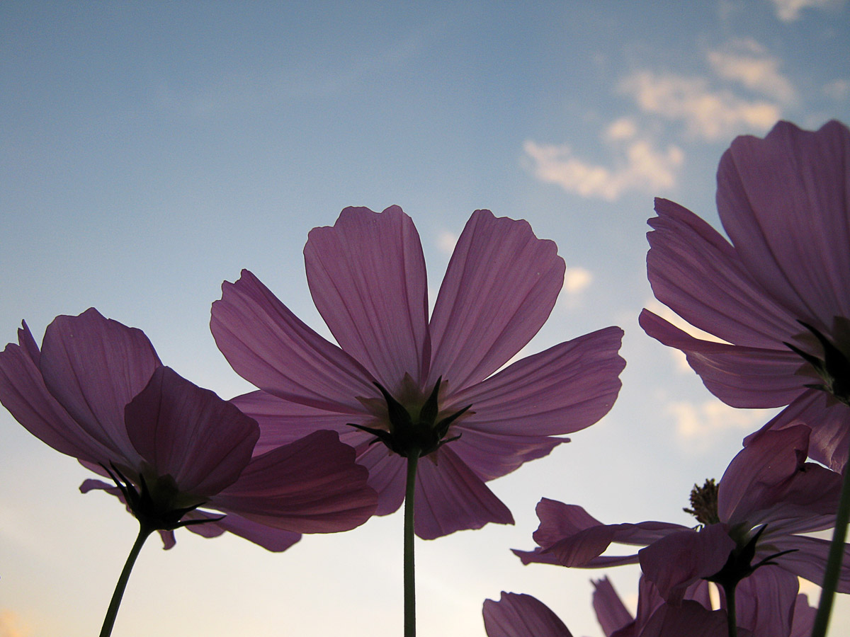 Native Myanmar Flowers Lovers