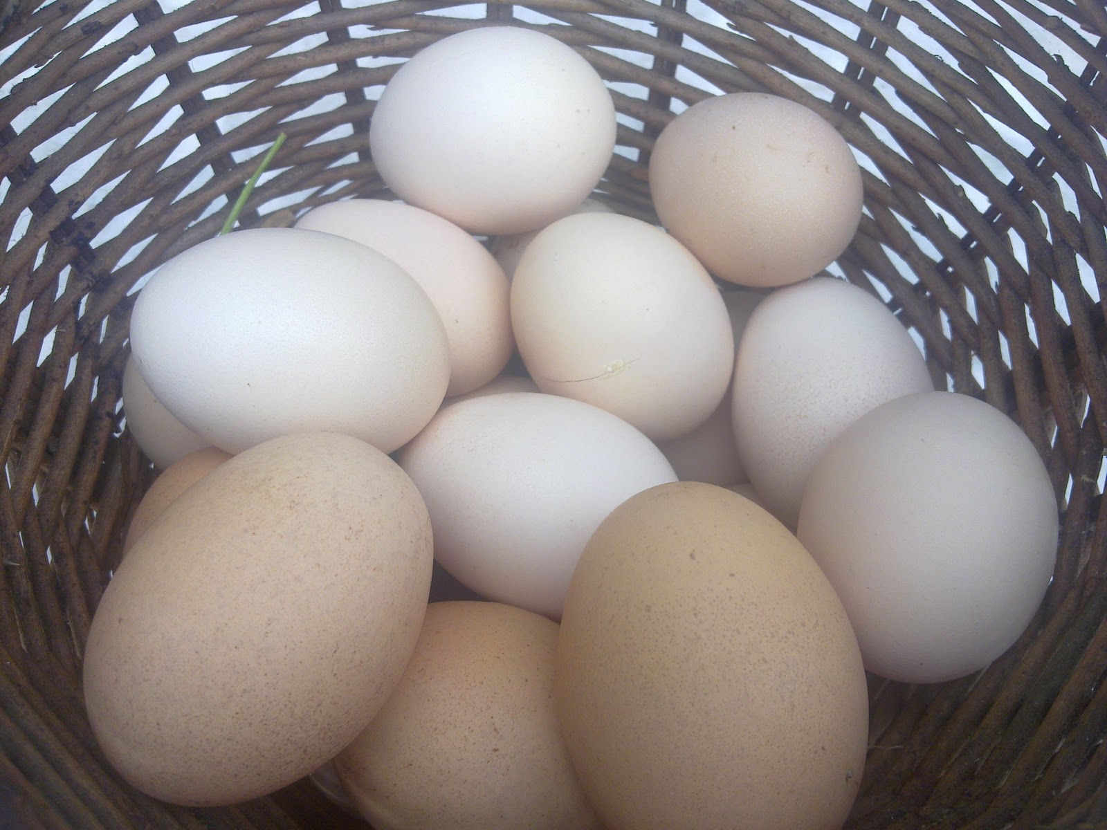 hoy hemos comido...: octubre 2010