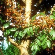 Maribel Design: Tagua and Other Seeds