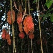 Maribel Design: Tagua and Other Seeds