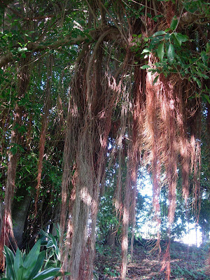 my rustic bajan garden: the bearded fig tree