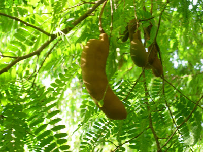 my rustic bajan garden: Tamarind season
