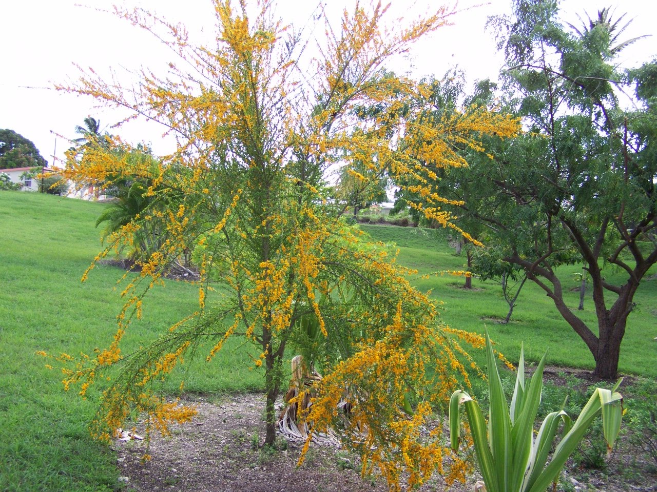 my rustic bajan garden: June 2010