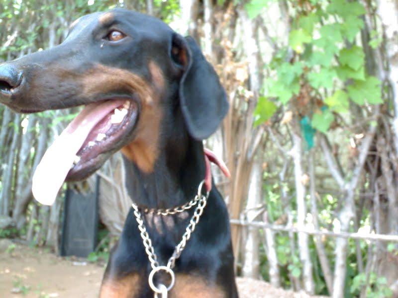 Its my destiny....: TOP TEN FEROCIOUS DOGS IN THE WORLD