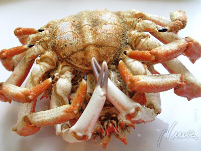 Azul Purpura: Centollo de Noche Buena