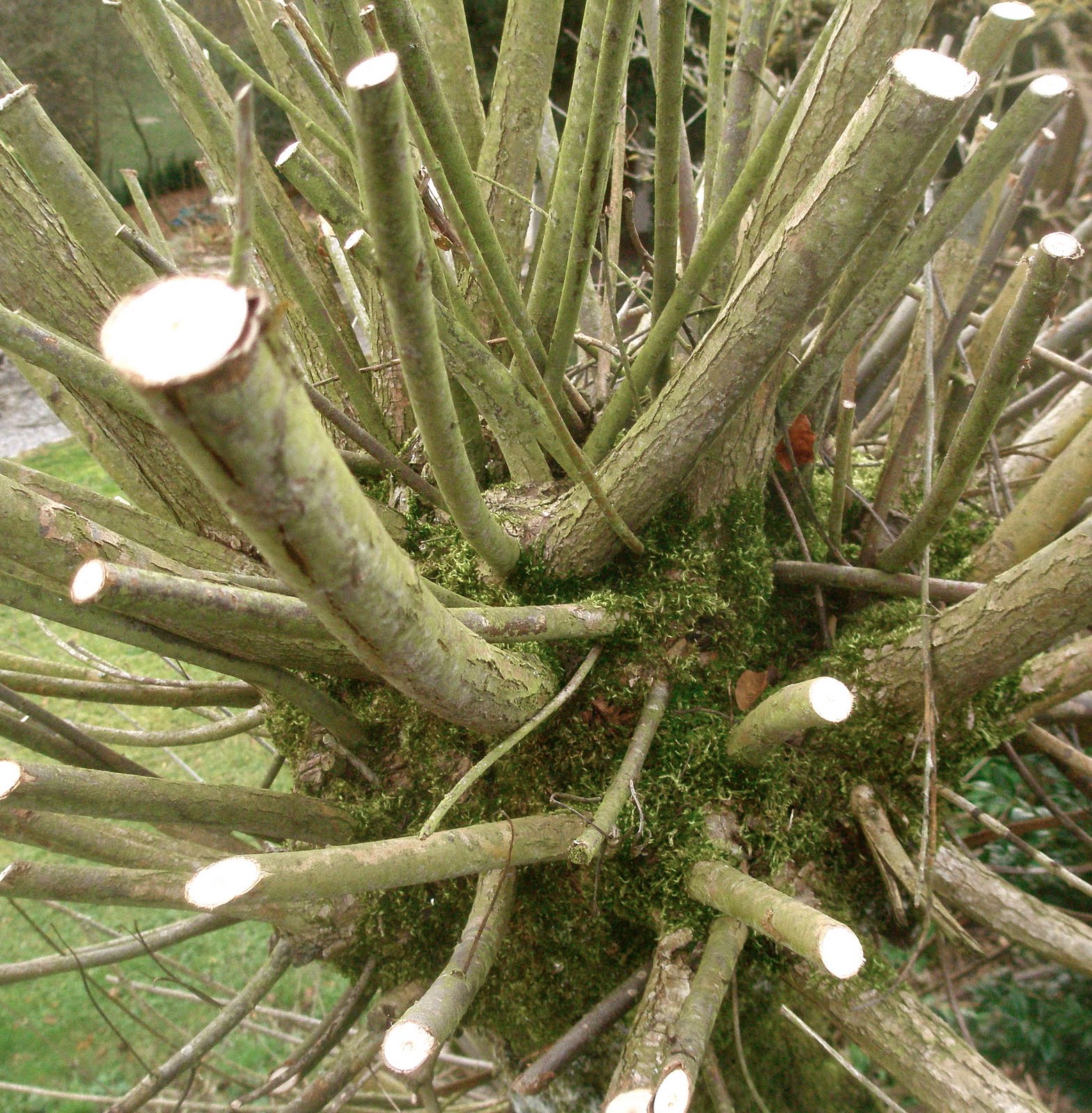 L'arbre à paroles: Osier