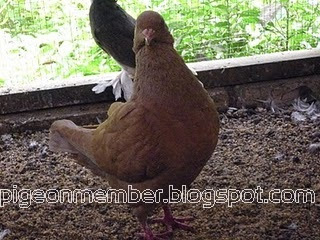 Sembang Merpati: Show king