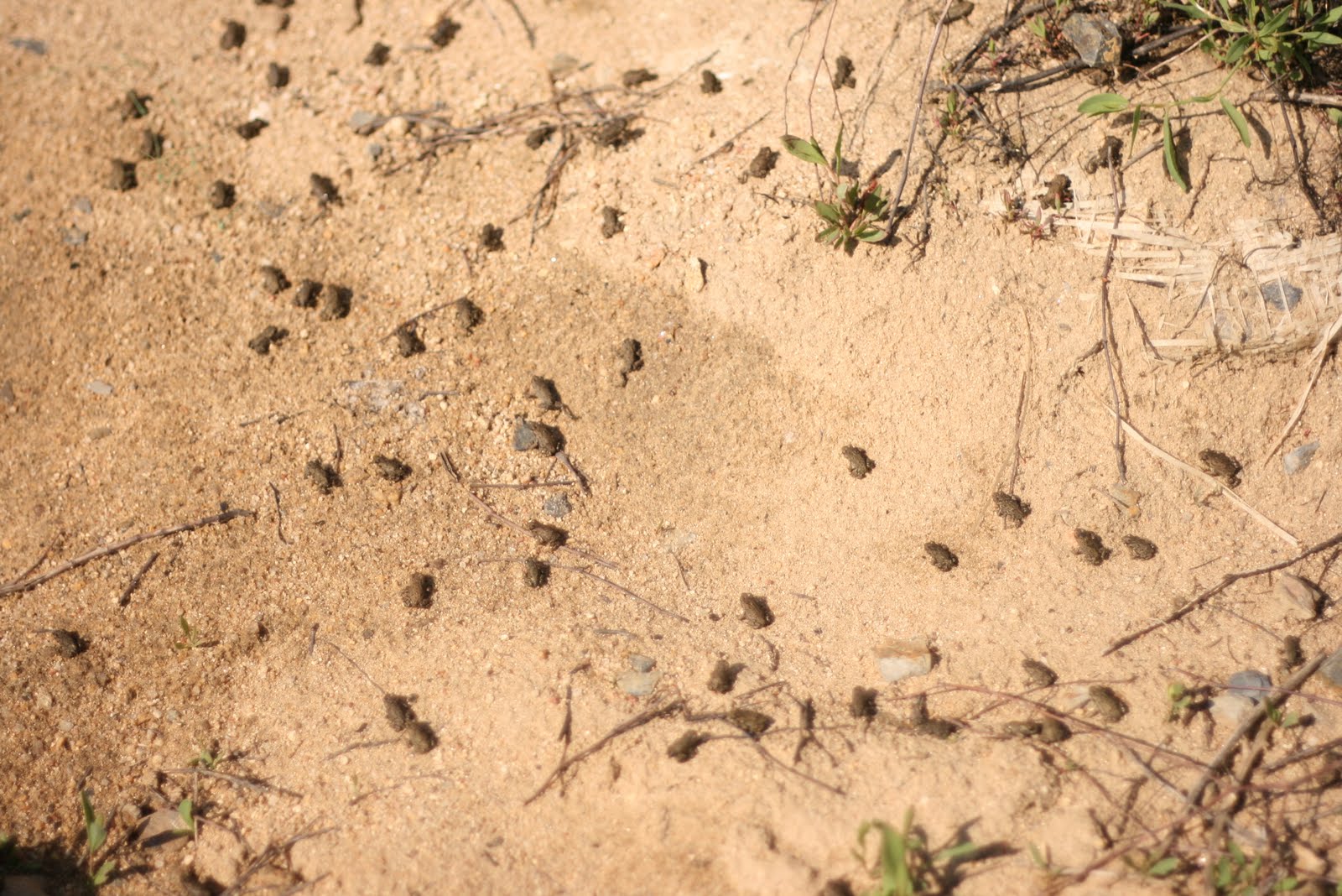 Our School House: Hop Frog Pond
