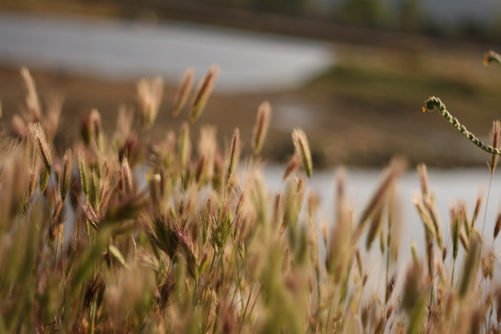 Our School House: Hop Frog Pond