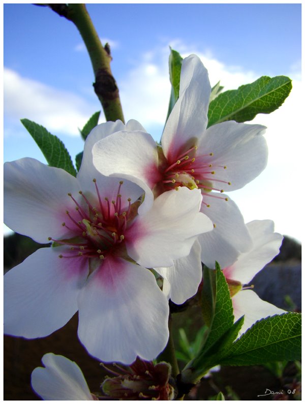 Mis Fotografias: Flor de Almendro