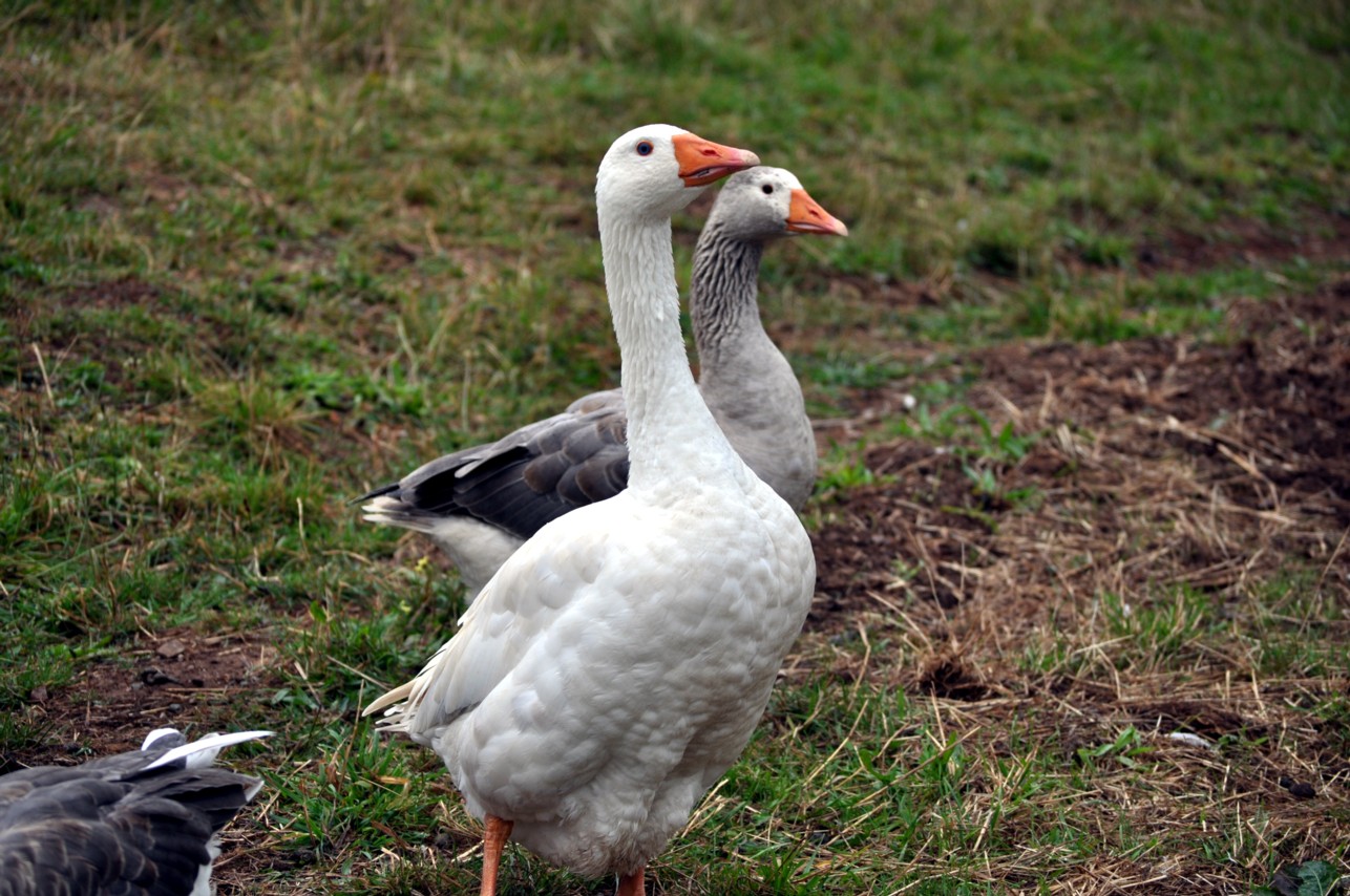 Leven River Farm: More geese