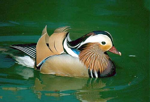 Amici-in-allegria: Anatre domestiche