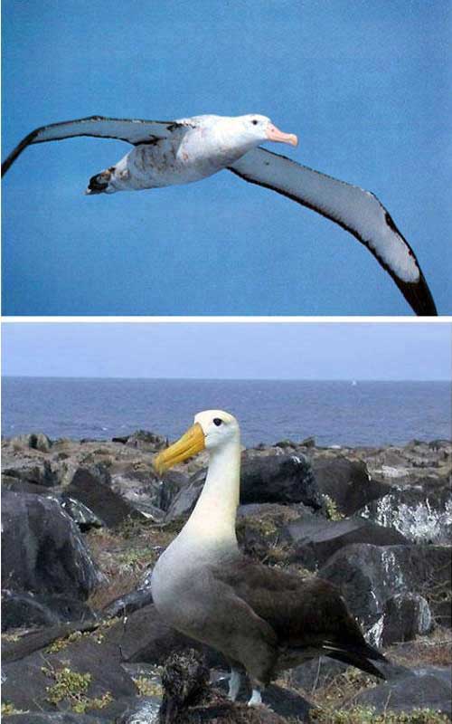 Amici-in-allegria: Albatro
