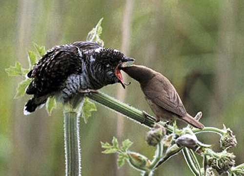 Amici-in-allegria: Cuculo