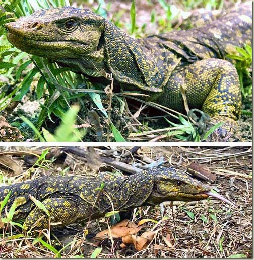 2010十大新物種，一個比一個怪！ - 神秘事件簿 Mystery2011的部落格 - udn部落格