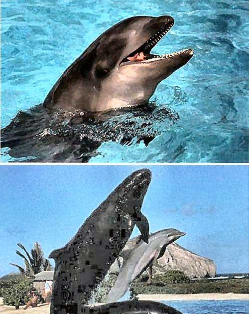 Amici-in-allegria: Wolphin