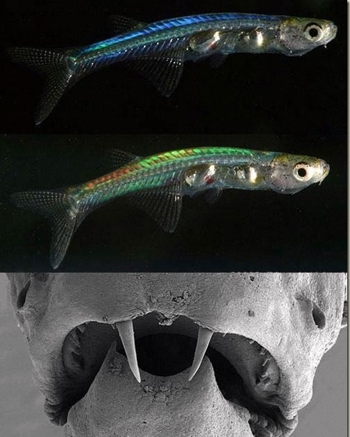 Amici-in-allegria: Pesce Dracula - Danionella Dracula