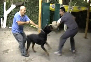ADIESTRAMIENTO DE PERROS DE ATAQUE: Especialista en perros de defensa y ...