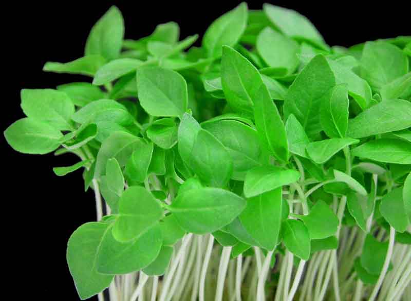 TU MISMO / The unexpected corner: * Que CRESS que es?