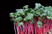 TU MISMO / The unexpected corner: * Que CRESS que es?