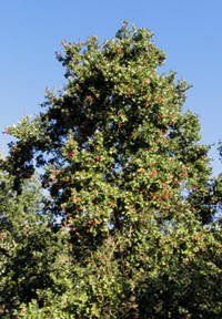 Flora Zona Centro: Peumo =)