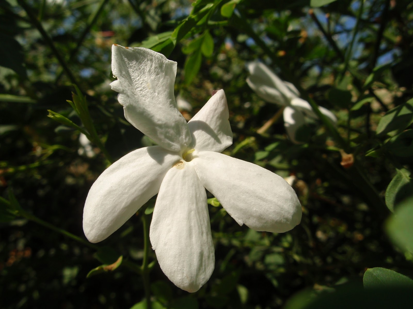 JAZMÍN: Jasminum officinale | Plantas rioMoros