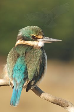 JONATHAN HARROD PHOTOGRAPHY: New Zealand Kingfisher (Kotare)