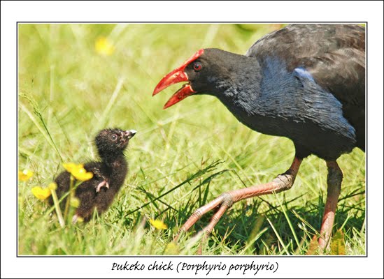 JONATHAN HARROD PHOTOGRAPHY: Spring greetings