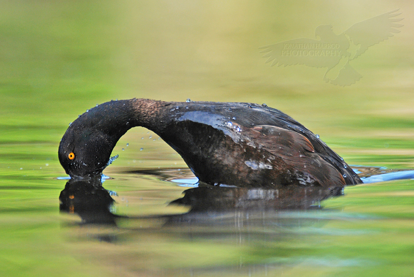 JONATHAN HARROD PHOTOGRAPHY: SPOTLIGHT: New Zealand Scaup (Aythya ...