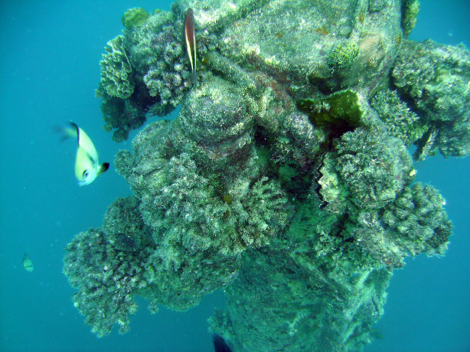 Online Dive Log: Port Vila, Vanuatu. Wreck of the Konanda