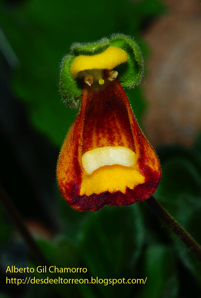 Desde El Torreón: LA ROCALLA: FLORA AUSTRAL