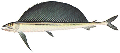 So Know the Starfish: Fish o' the Day - lancetfish