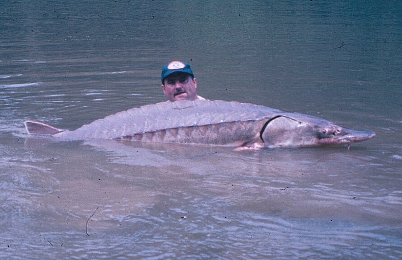 So Know the Starfish: Fish o' the Day - Gulf sturgeon